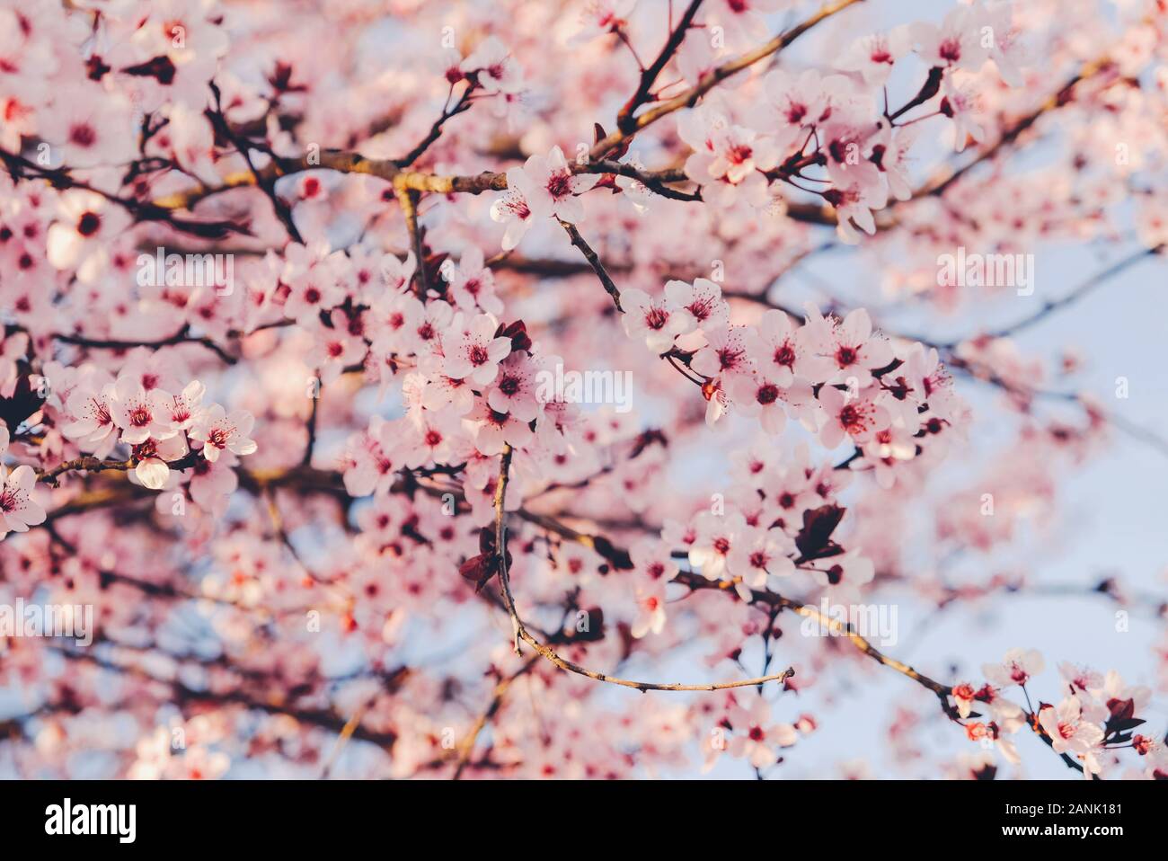Beautiful pink flowering trees. Floral spring background with cherry ...