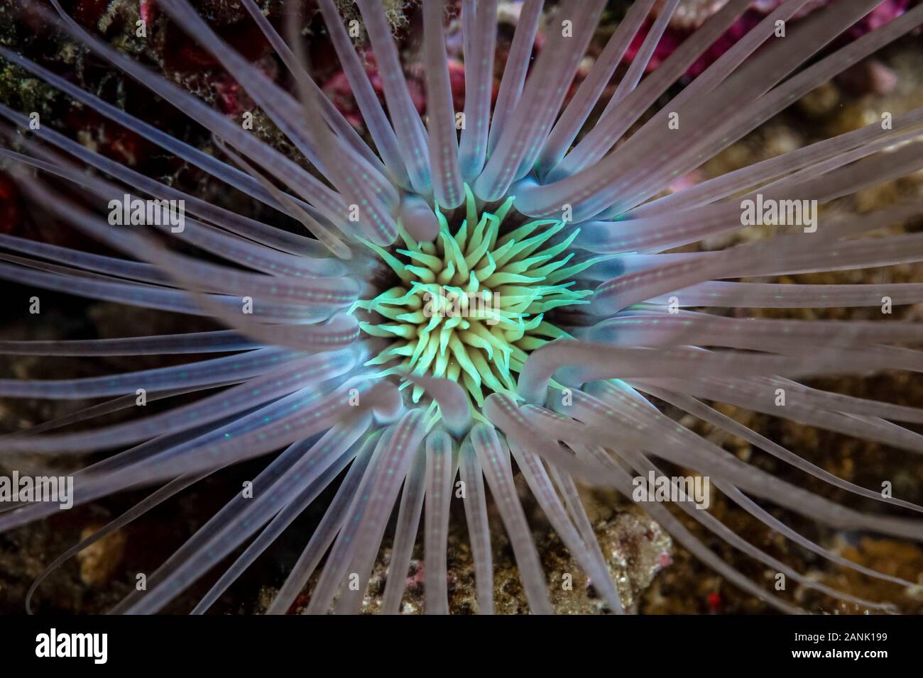Detail of the tentacles of a tube anemone growing on a coral reef near ...