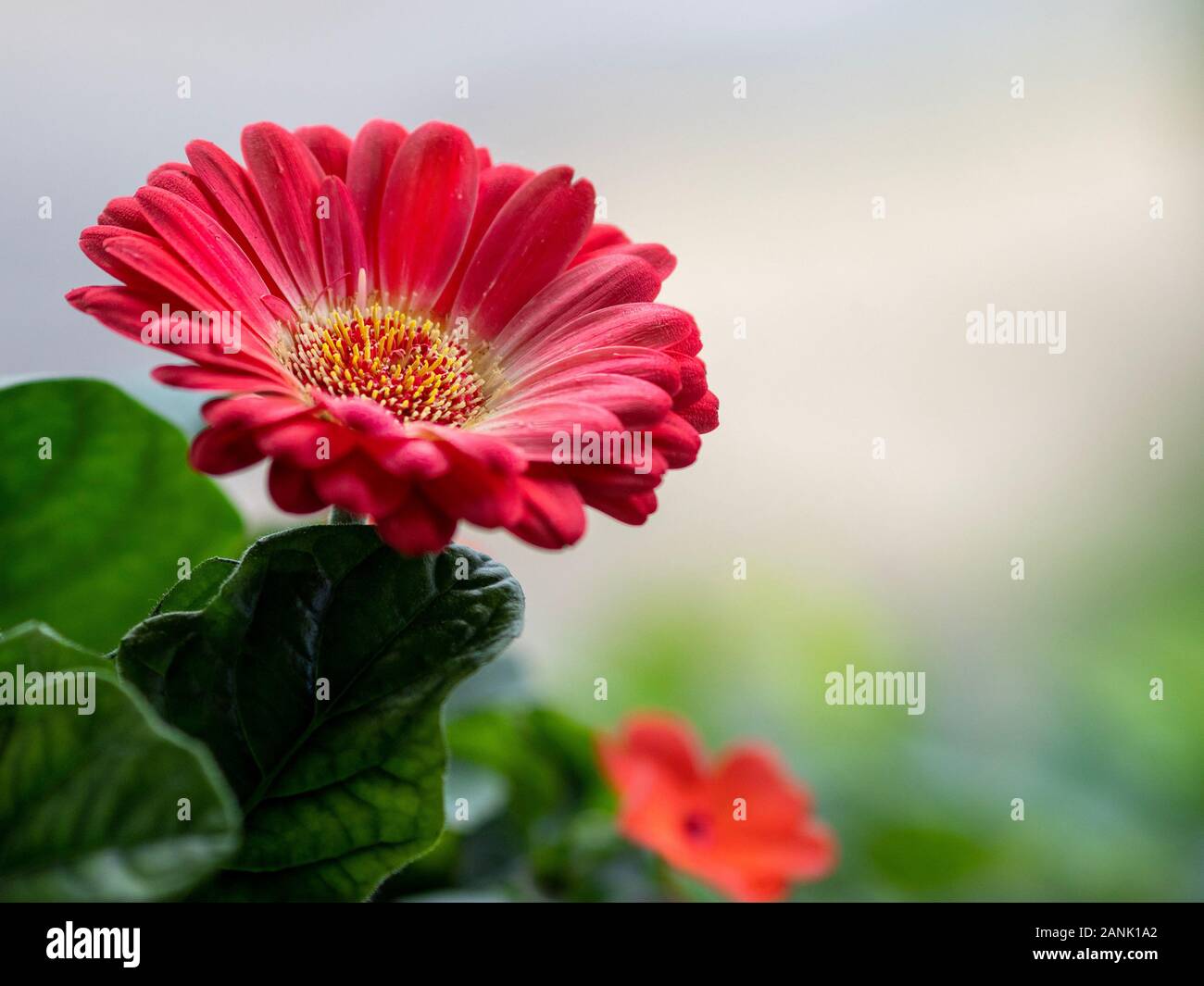 Dark Coral Colored Gerbera Daisy Bloom with a Soft Creamy Background ...