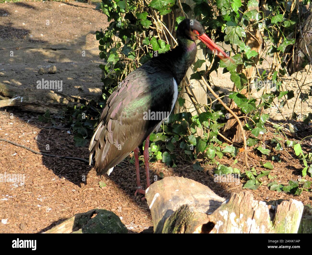 Black white wild stork bird hi-res stock photography and images - Alamy