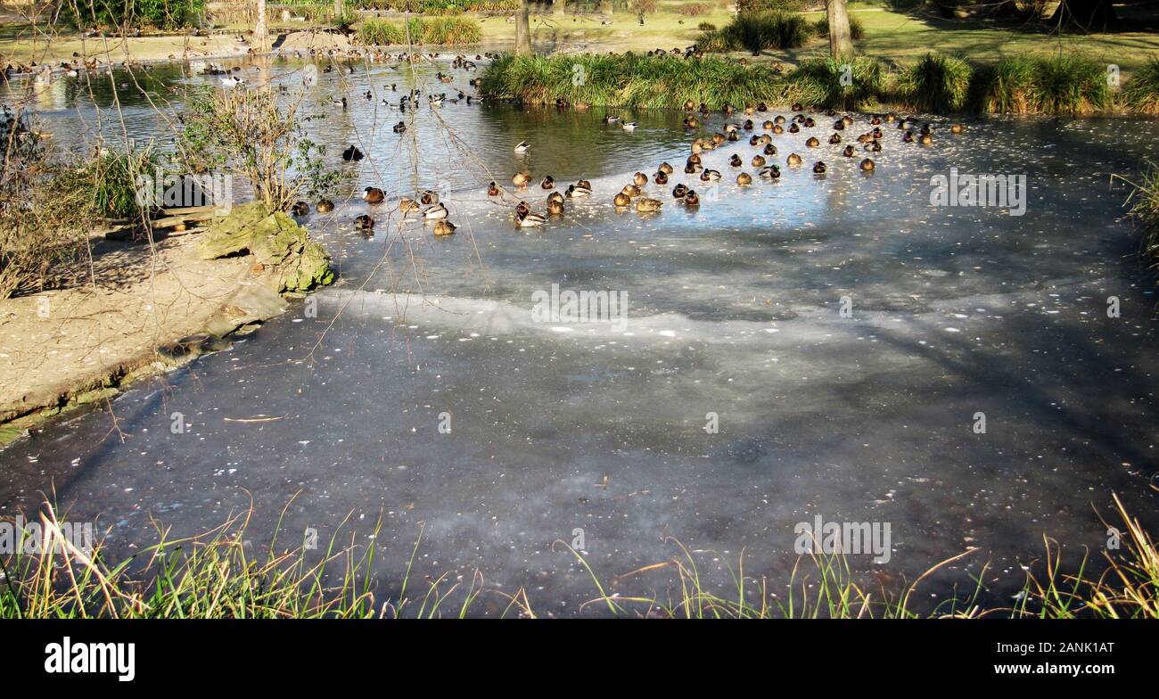 a half-frozen pond with a lot of mallards, anas platyrhynchos Stock ...