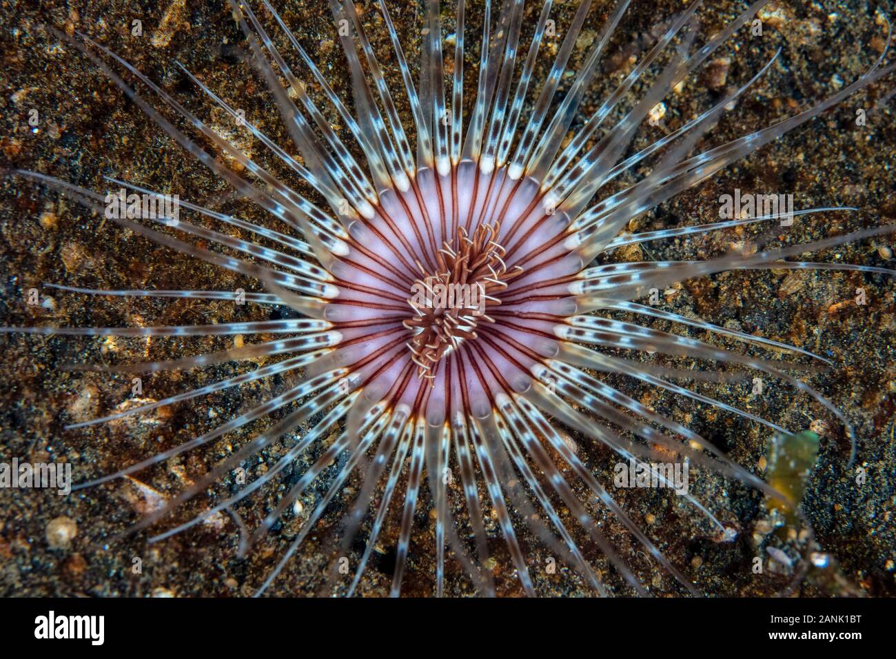 A colorful Cerianthid tube-dwelling anemone spreads its tentacles on ...