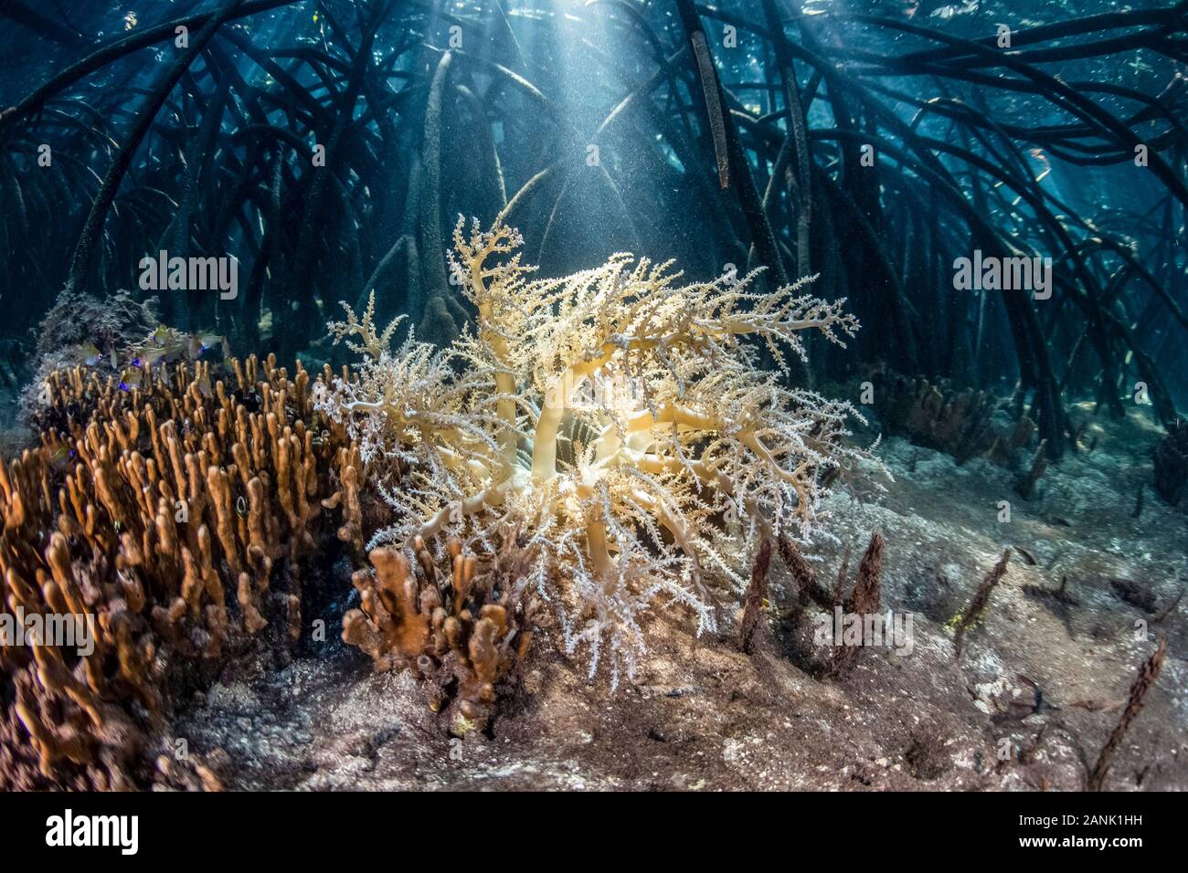 tree anemone, or hell's fire anemone, Actinodendron arboreum, grows at ...