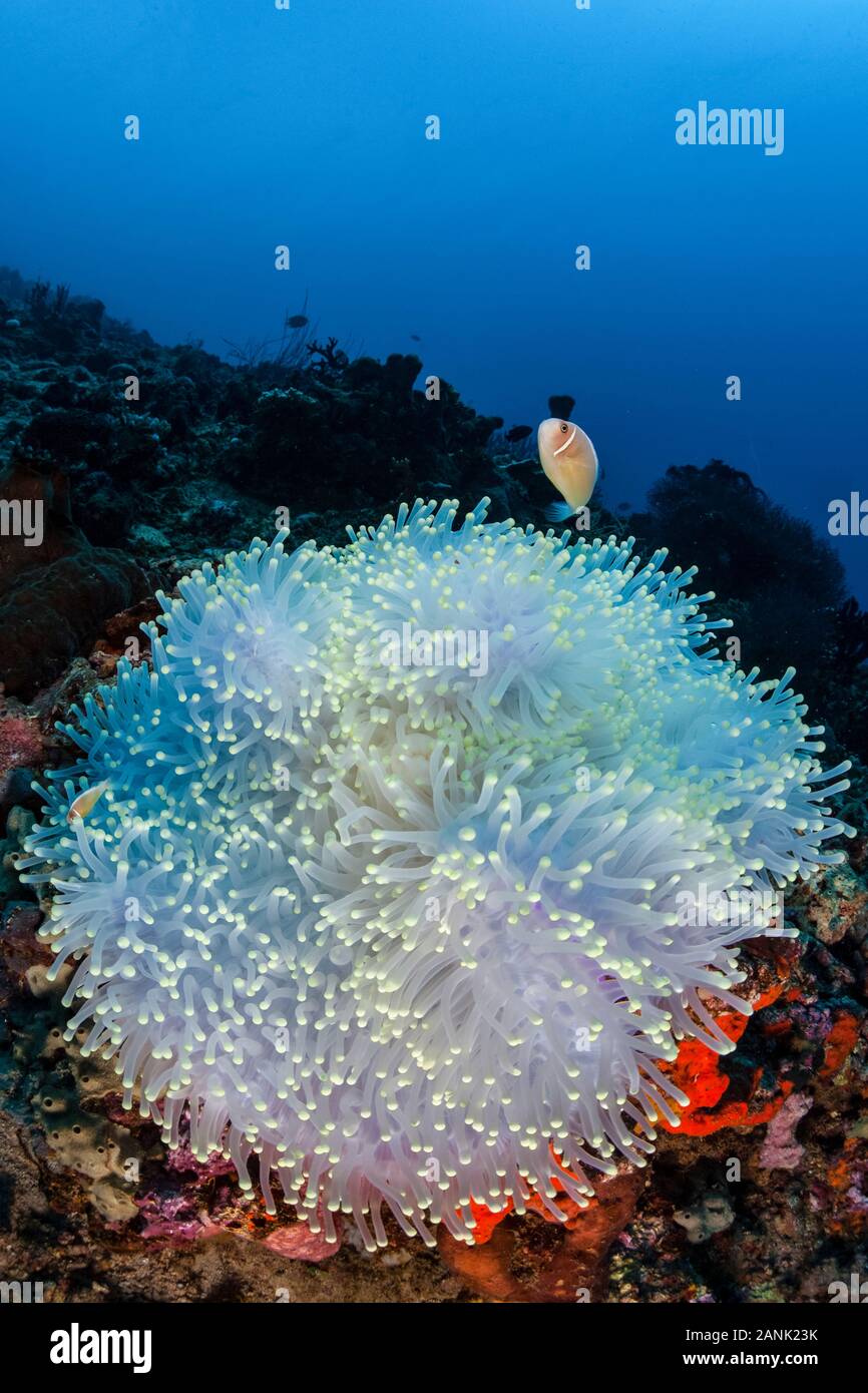 Magnificent animal hi-res stock photography and images - Alamy