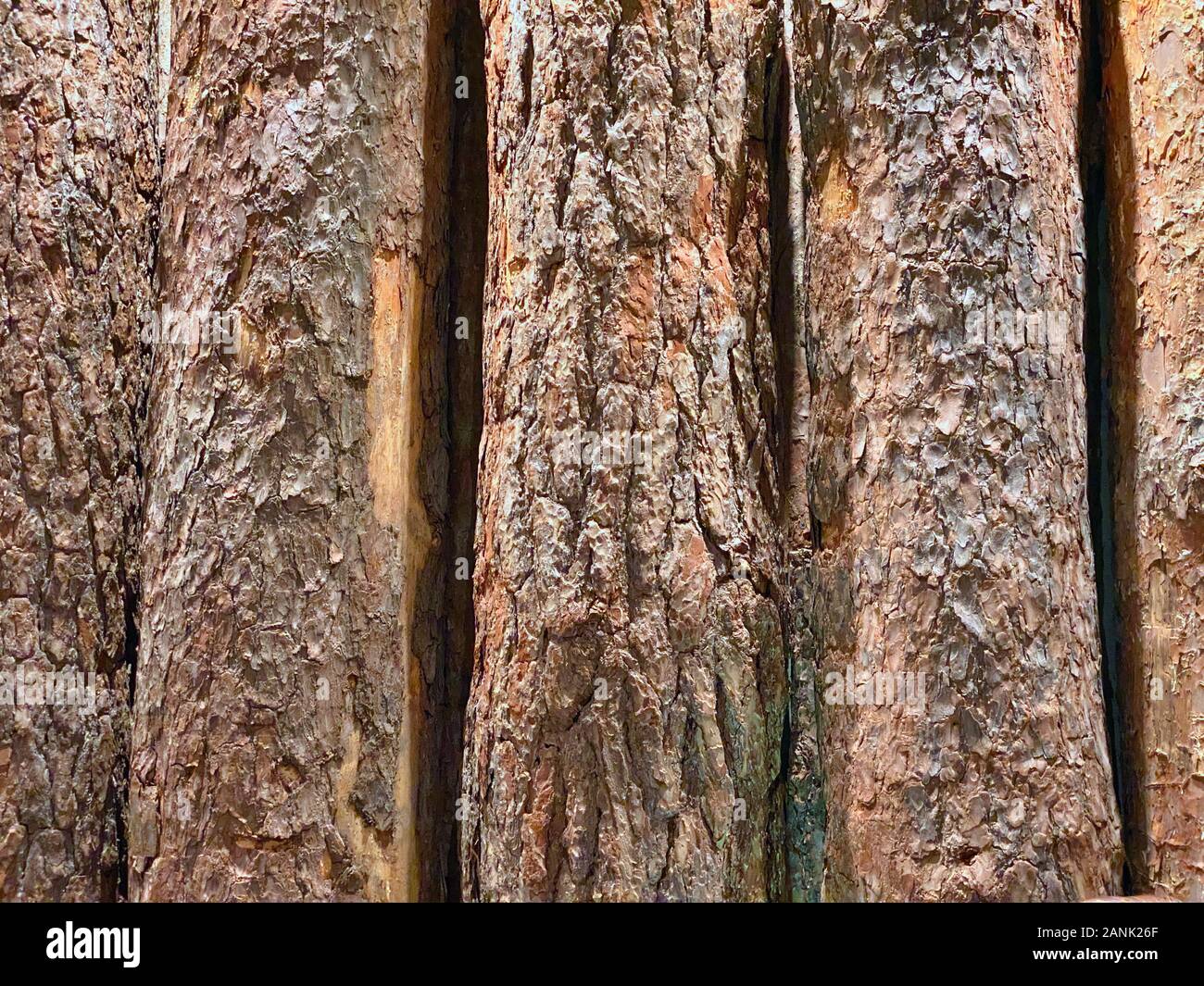 Background of natural wooden vertical old logs with bark Stock Photo ...