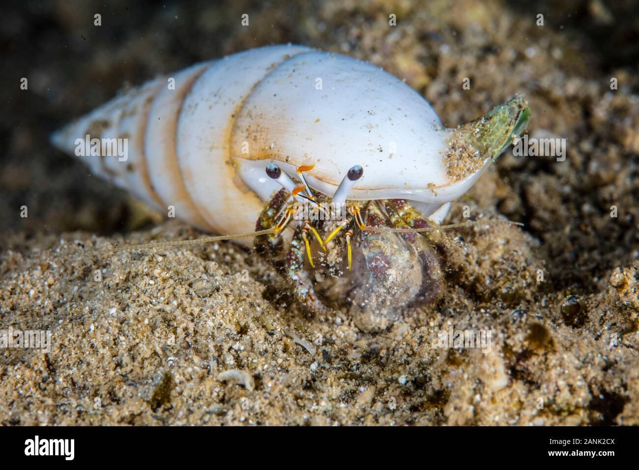 Hermit crab species hi-res stock photography and images - Alamy