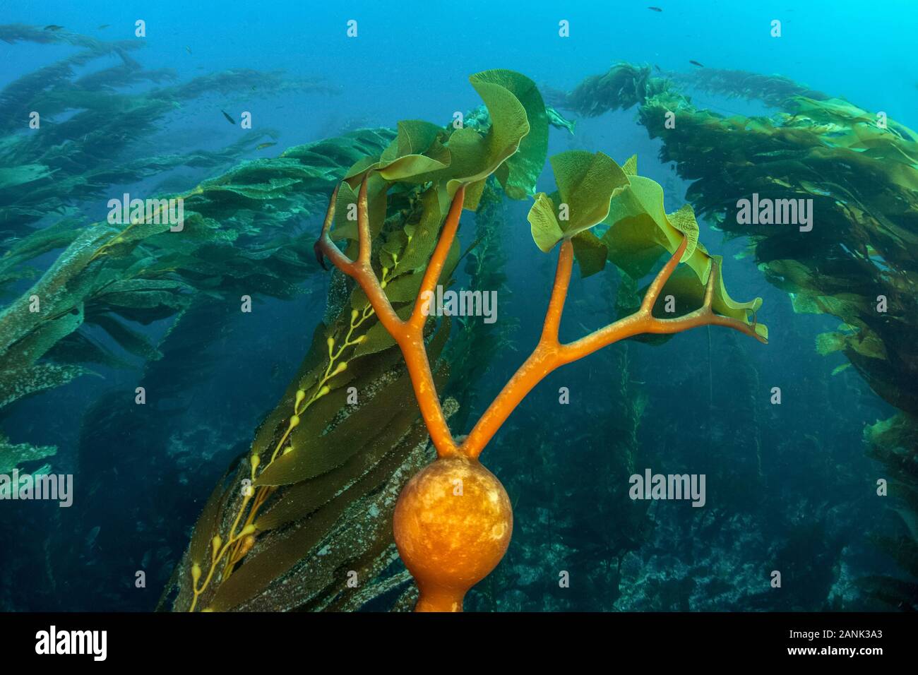 Channel islands national park hi-res stock photography and images - Alamy