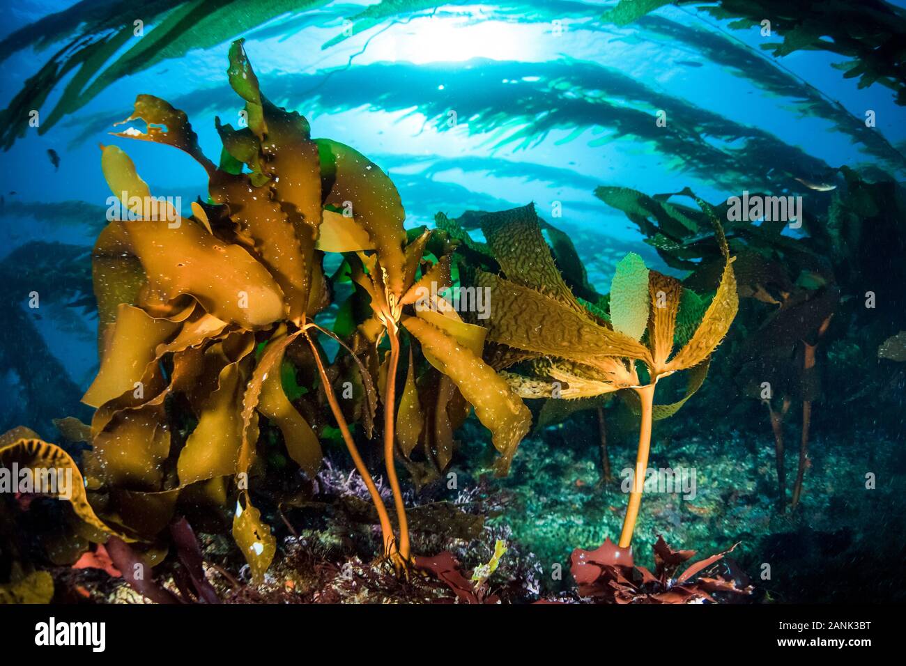 A kelp forest grows on a rocky bottom near the Santa Barbara Island ...