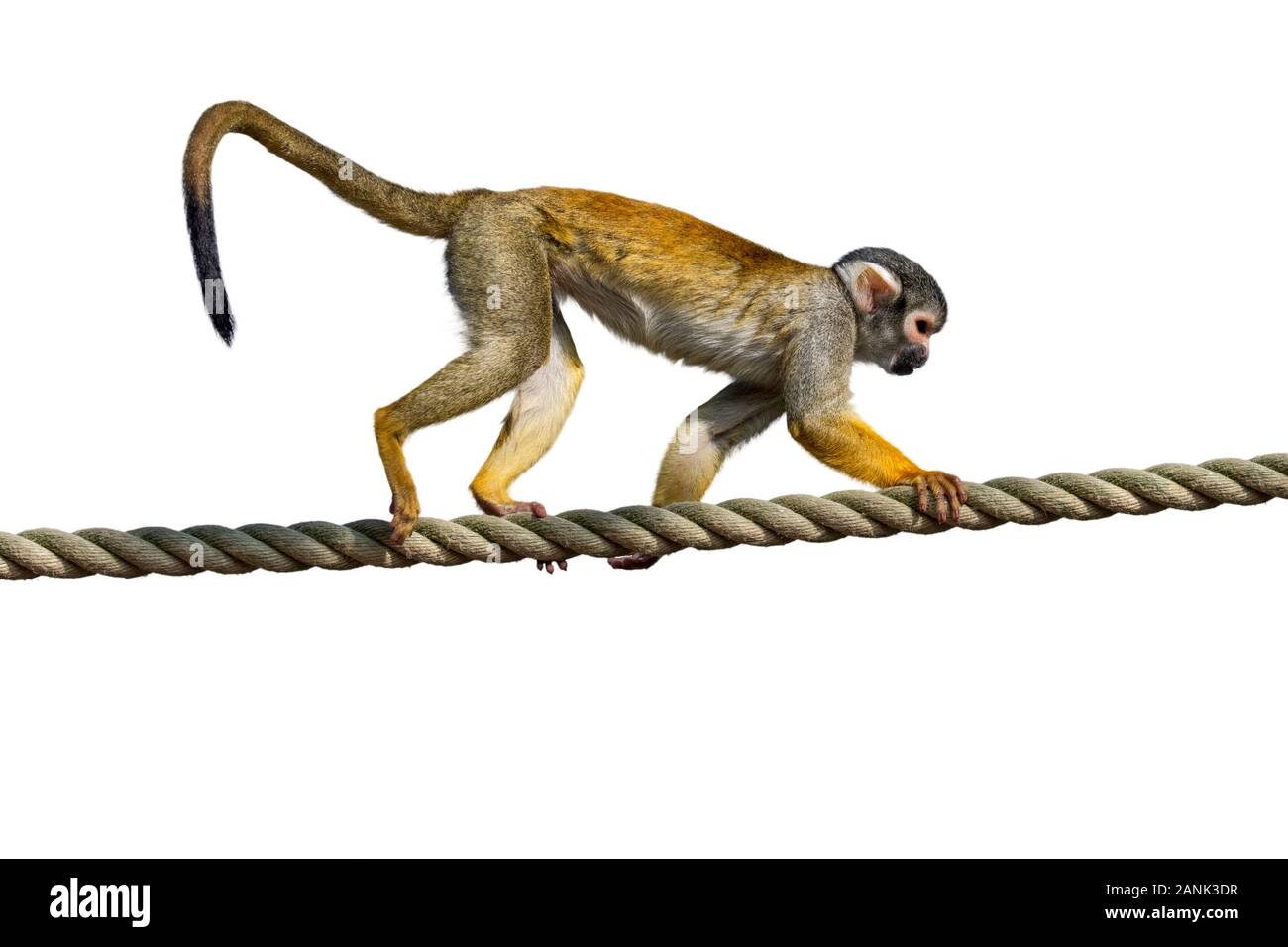 Animal and wildlife park Cut Out Stock Images & Pictures - Alamy