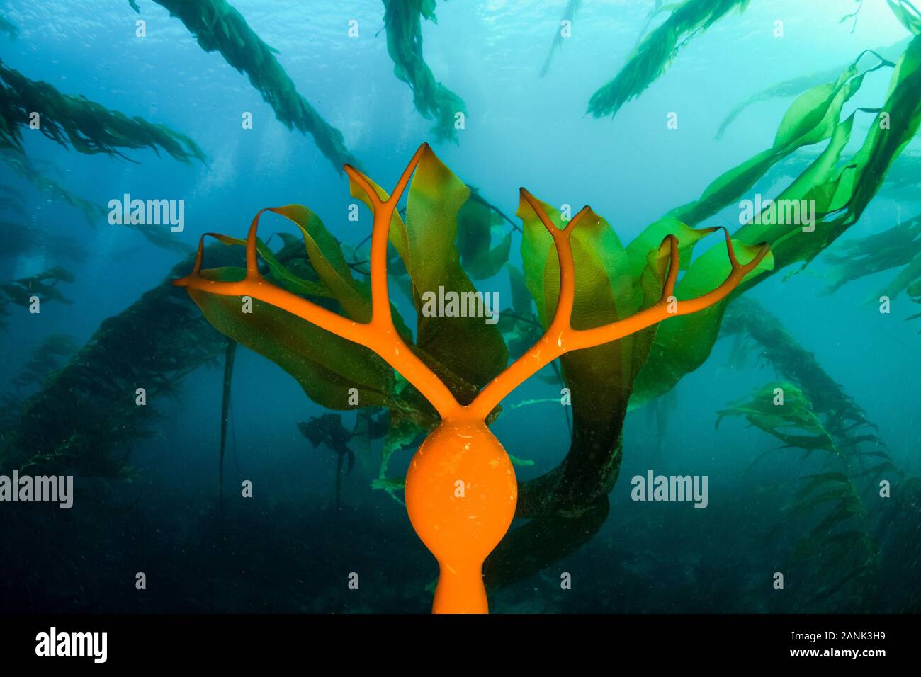 California channel islands national park hi-res stock photography and ...