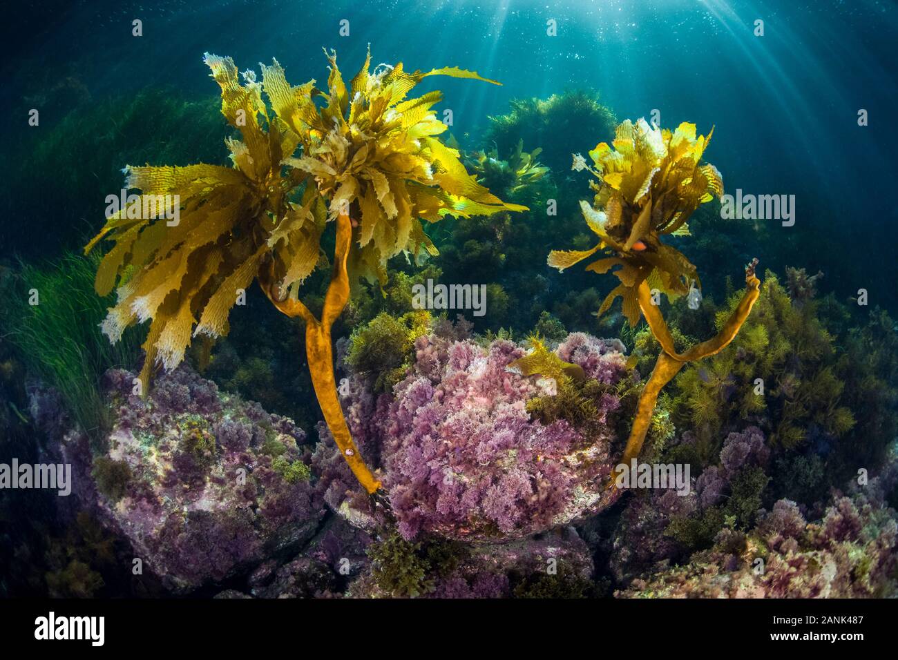 Stalked kelp, Pterygophora californica, and colorful purple algae grows ...