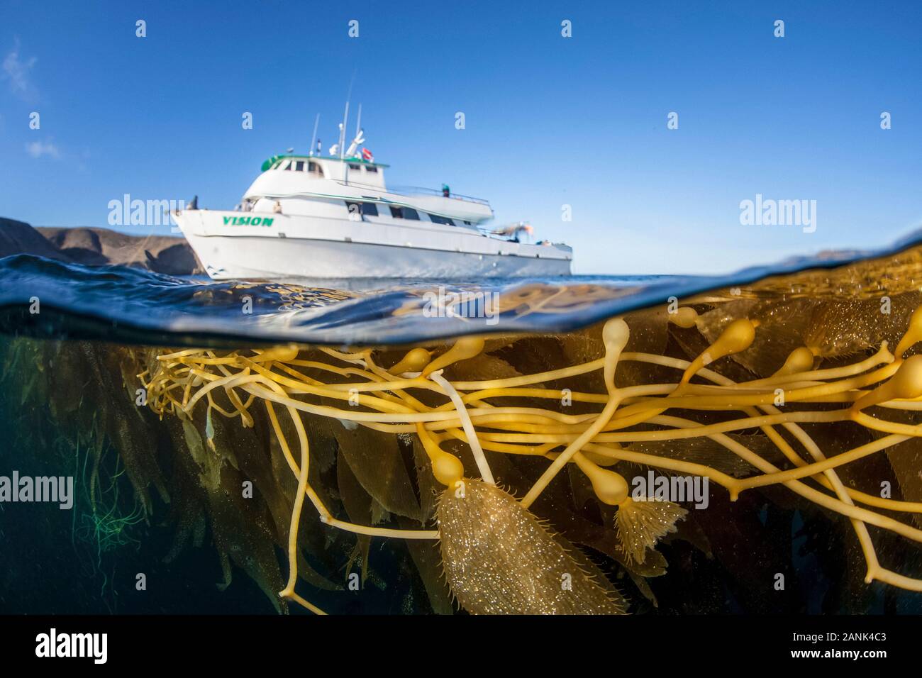 A dive boat is anchored near a kelp forest in the Channel Islands of ...