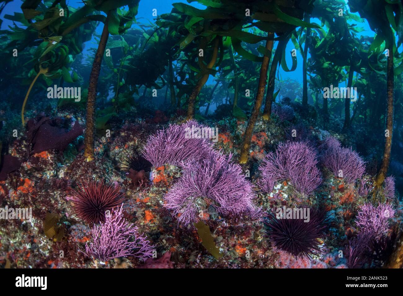 Pterygophora californica hi-res stock photography and images - Alamy