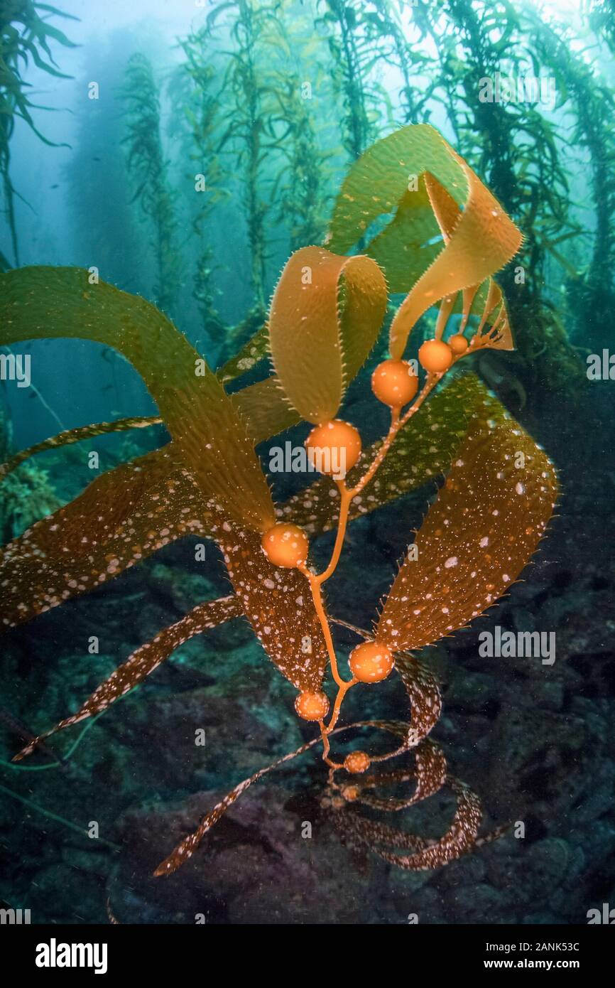 Giant kelp, Macrocystis pyrifera, grows in cold Pacific waters off the ...