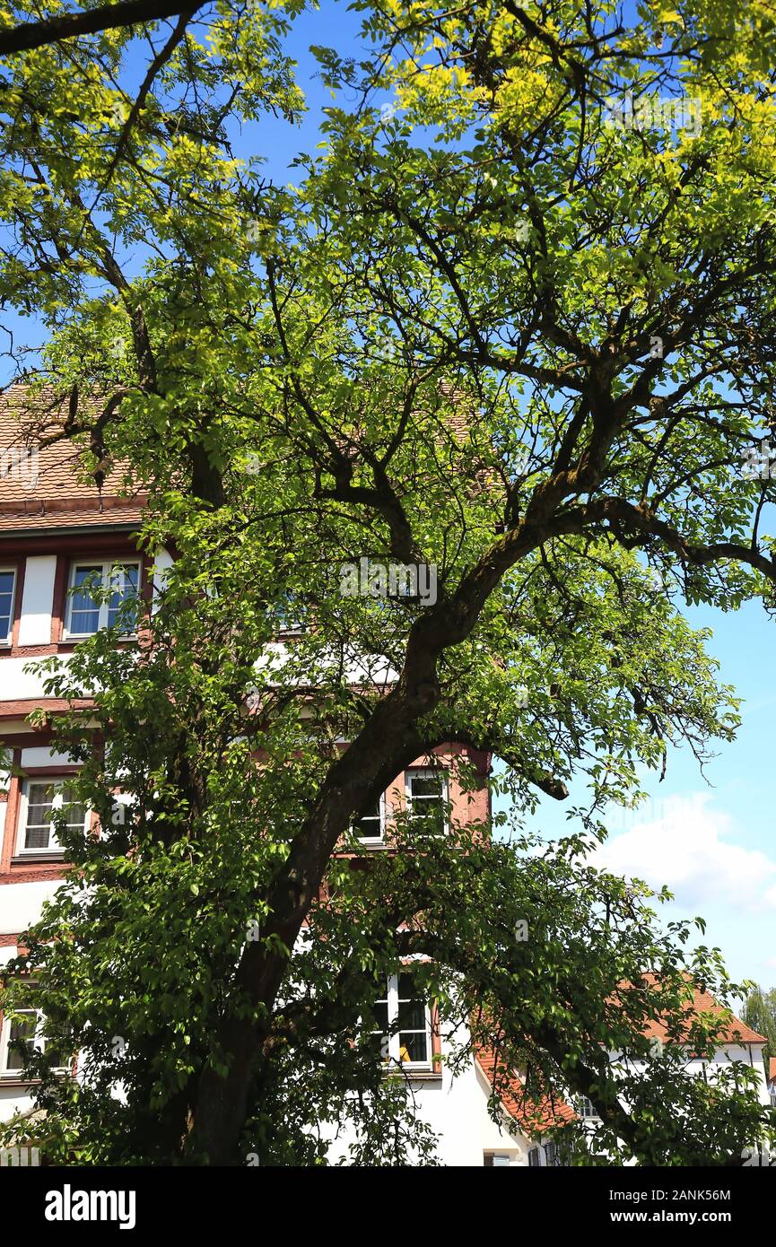 Riedlingen is a city in Germany with many historical attractions Stock ...