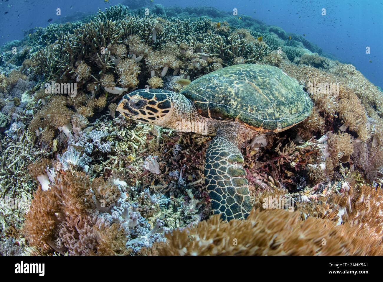 Lesser Sunda Islands Stock Photos & Lesser Sunda Islands Stock Images ...