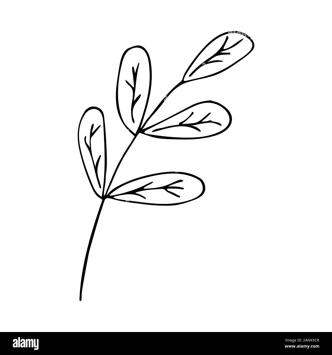 Sprig with leaves in doodle style. Black and white illustration spring ...