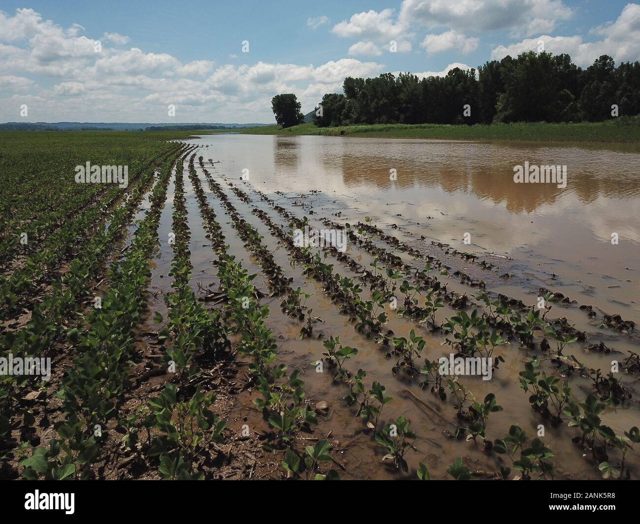 Drone aerial Flooded soybean field Ohio River Indiana Stock Photo - Alamy