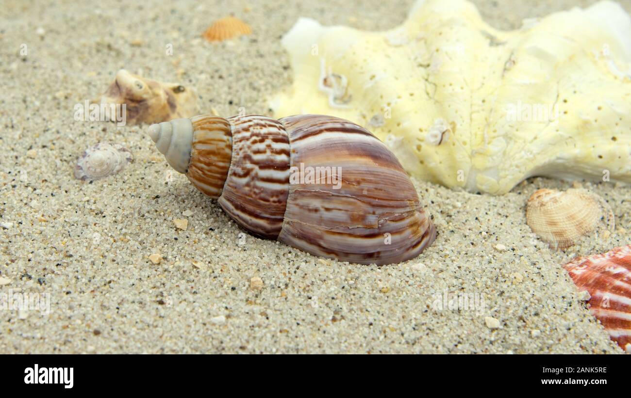 Various shells and sea snails in the sand Stock Photo - Alamy