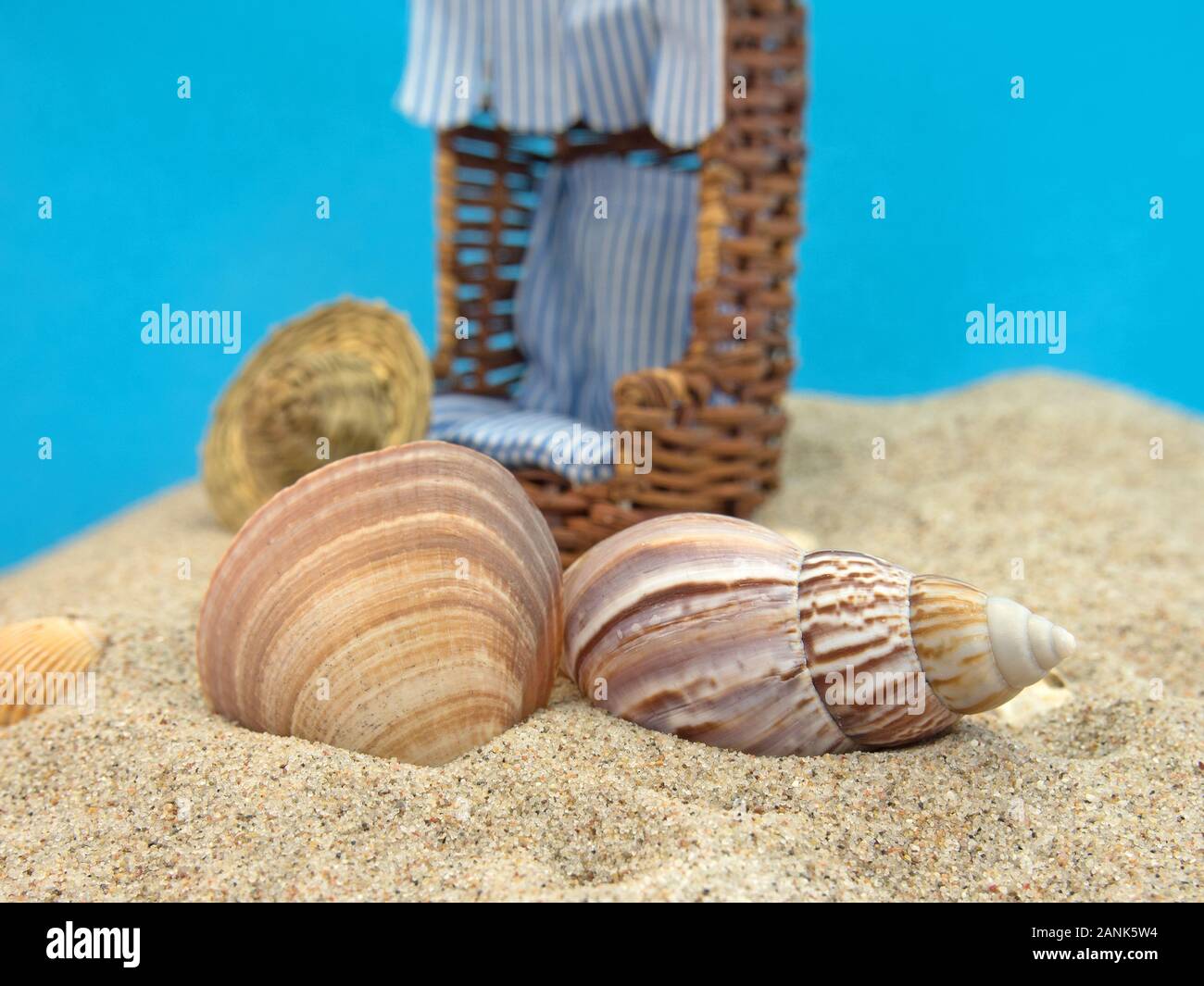 Sandy beach with shells and sea snails Stock Photo - Alamy