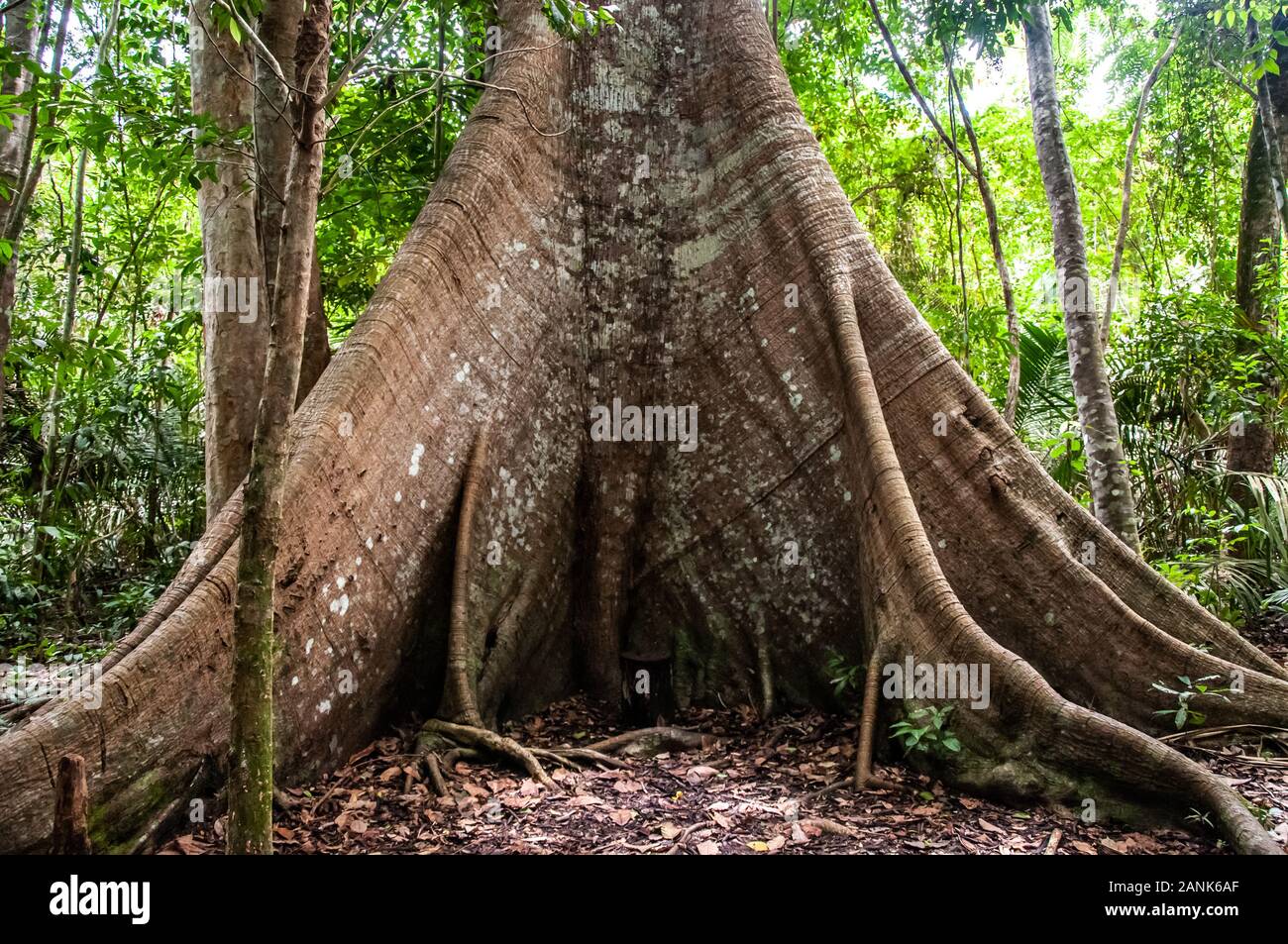 Sumauma tree hi-res stock photography and images - Alamy