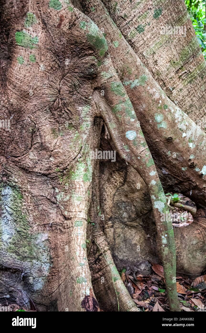 Sumauma tree hi-res stock photography and images - Alamy