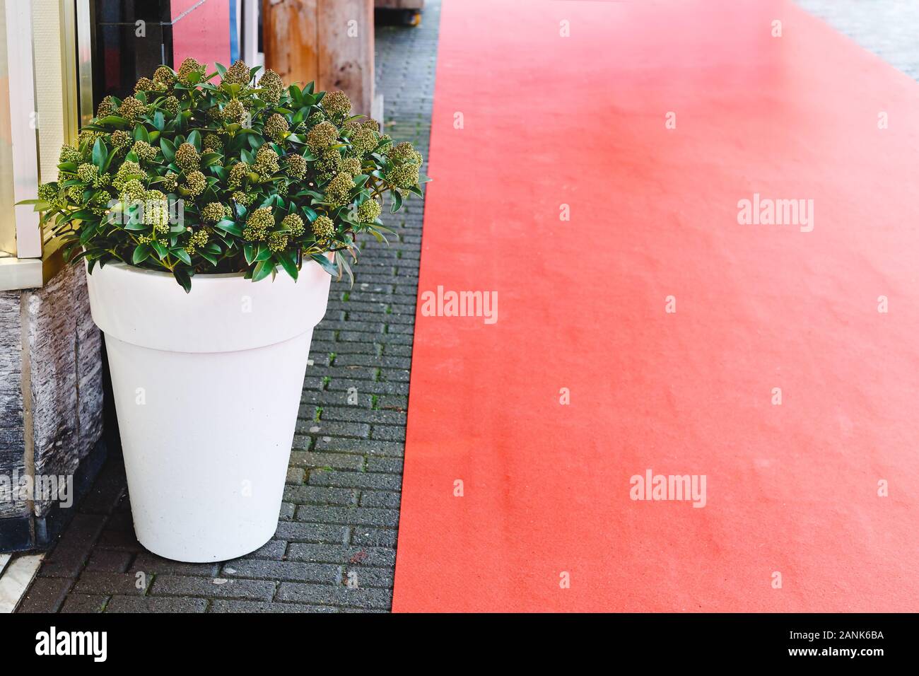 Skimmia Japonica Rubella flower with green leaves, berries in big white ...