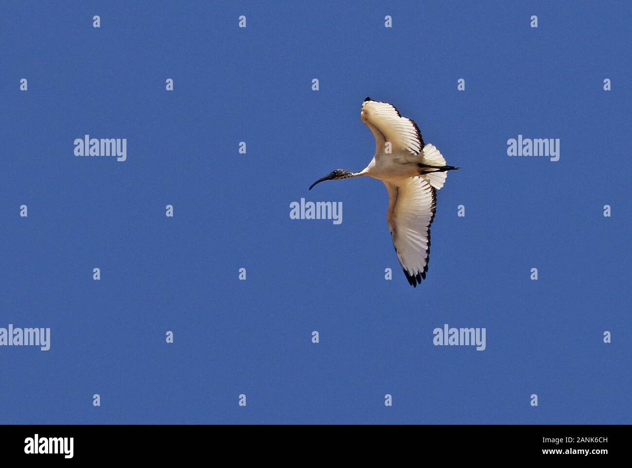 African Sacred Ibis (Threskiornis aethiopicus) adult in flight Karoo ...