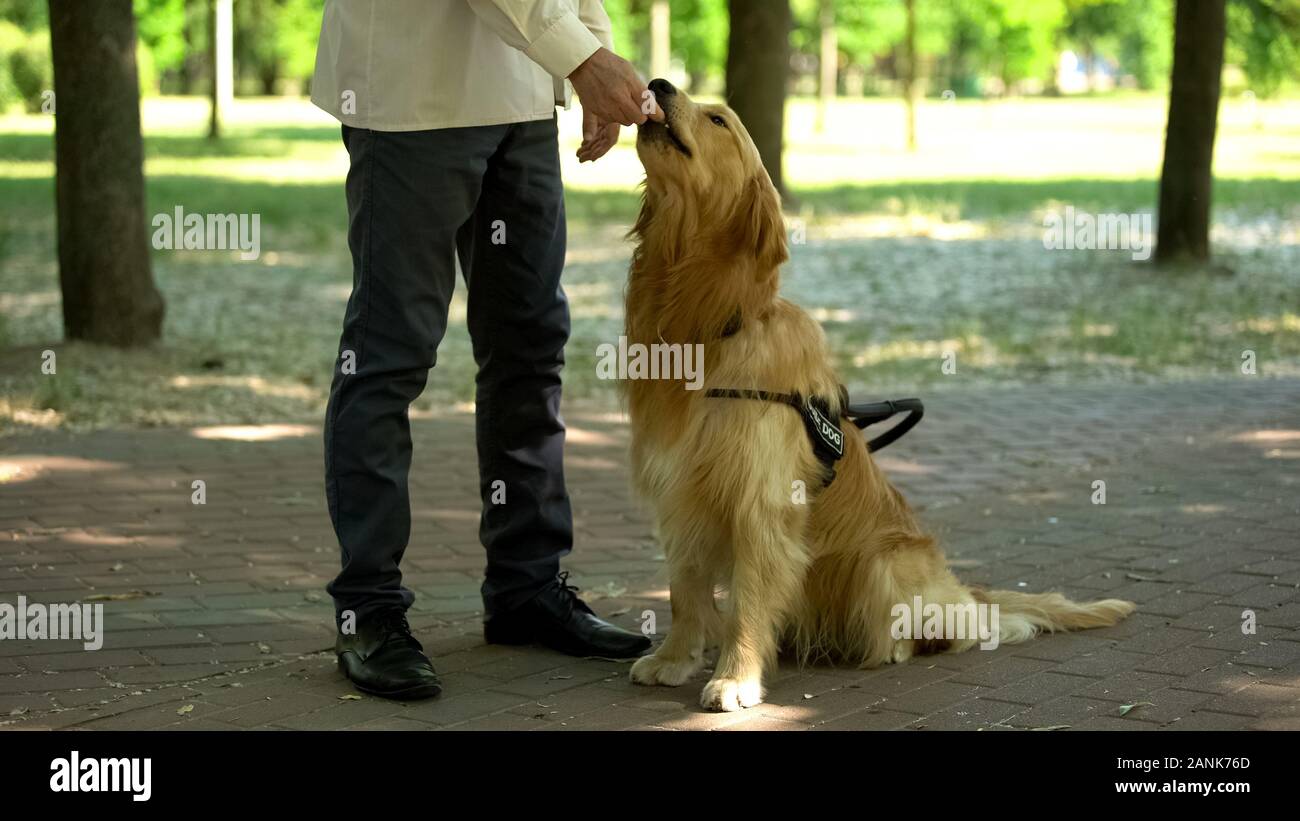 Dog handler feeding retriever, training pet in park, giving obedience ...