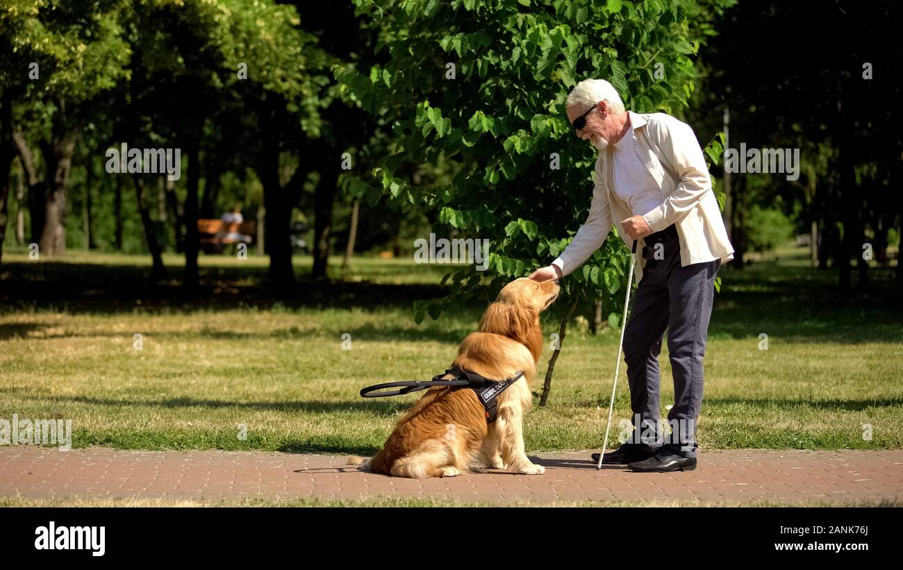 Blind man training guide dog in park, giving obedience commands ...