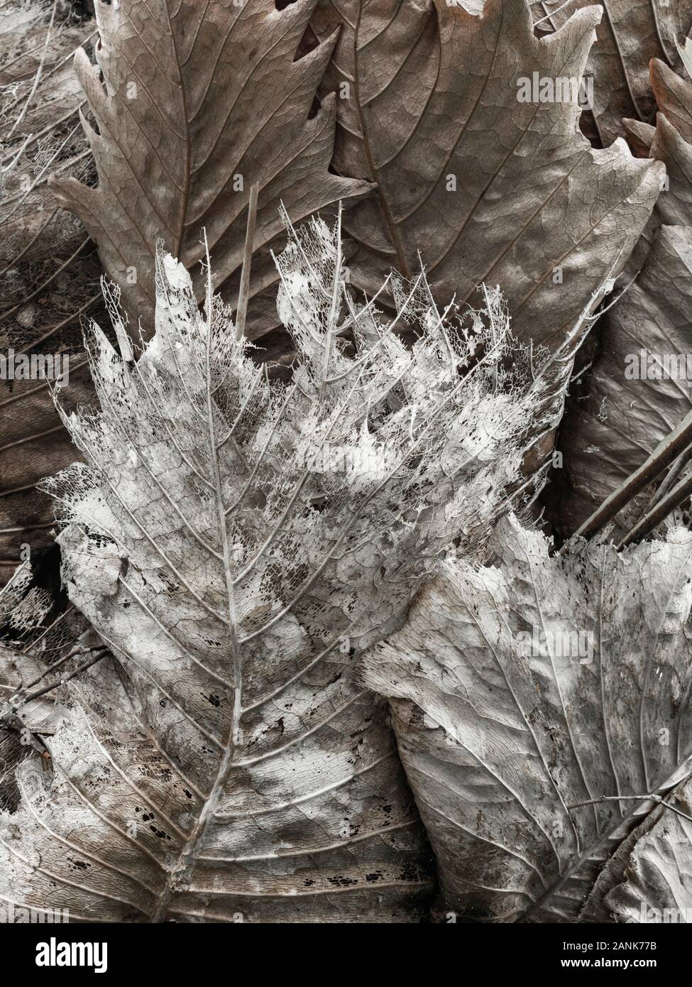 Structure of decaying leaves hi-res stock photography and images - Alamy