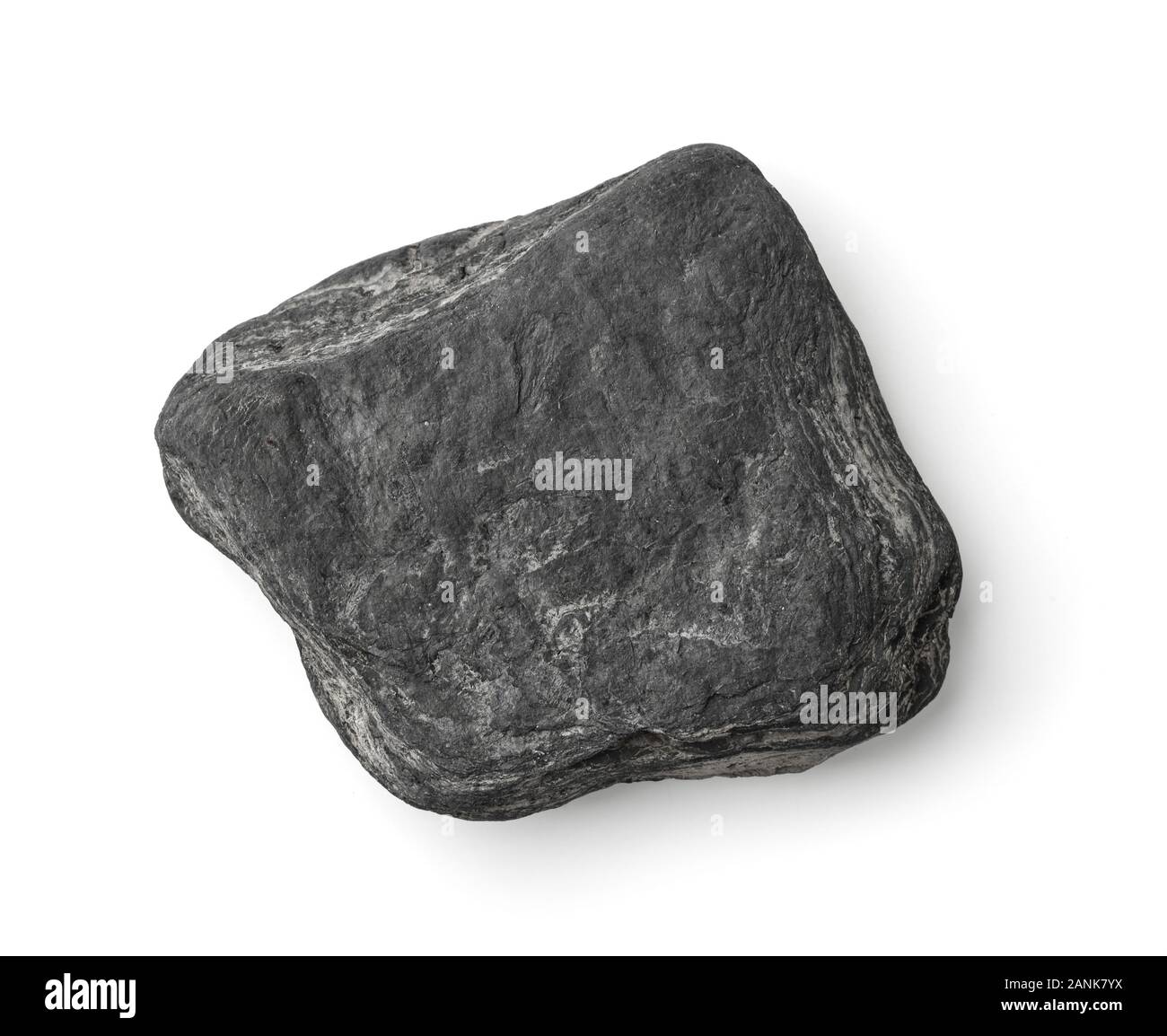 Flat specimen Cut Out Stock Images & Pictures - Alamy