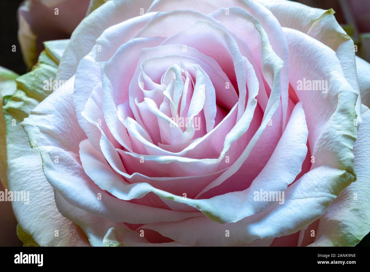 Pink and Green Roses Stock Photo - Alamy