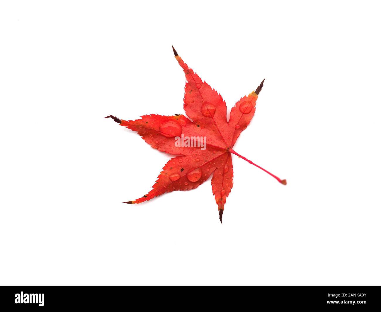 leaf of maple acer (Acer Rubrum) aka swamp maple, water maple or soft ...