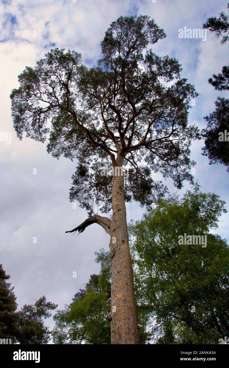 Looking upwards at a towering Scots Pine tree (Pinus sylvestris). Long ...