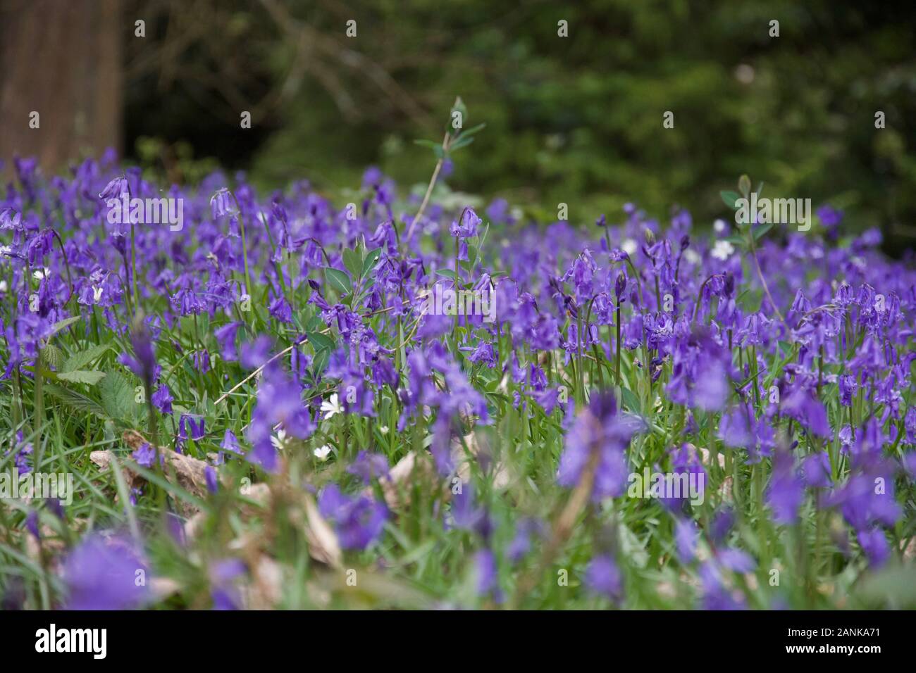 A patch of English Common Bluebells (Hyacinthoides non-scripta) growing ...