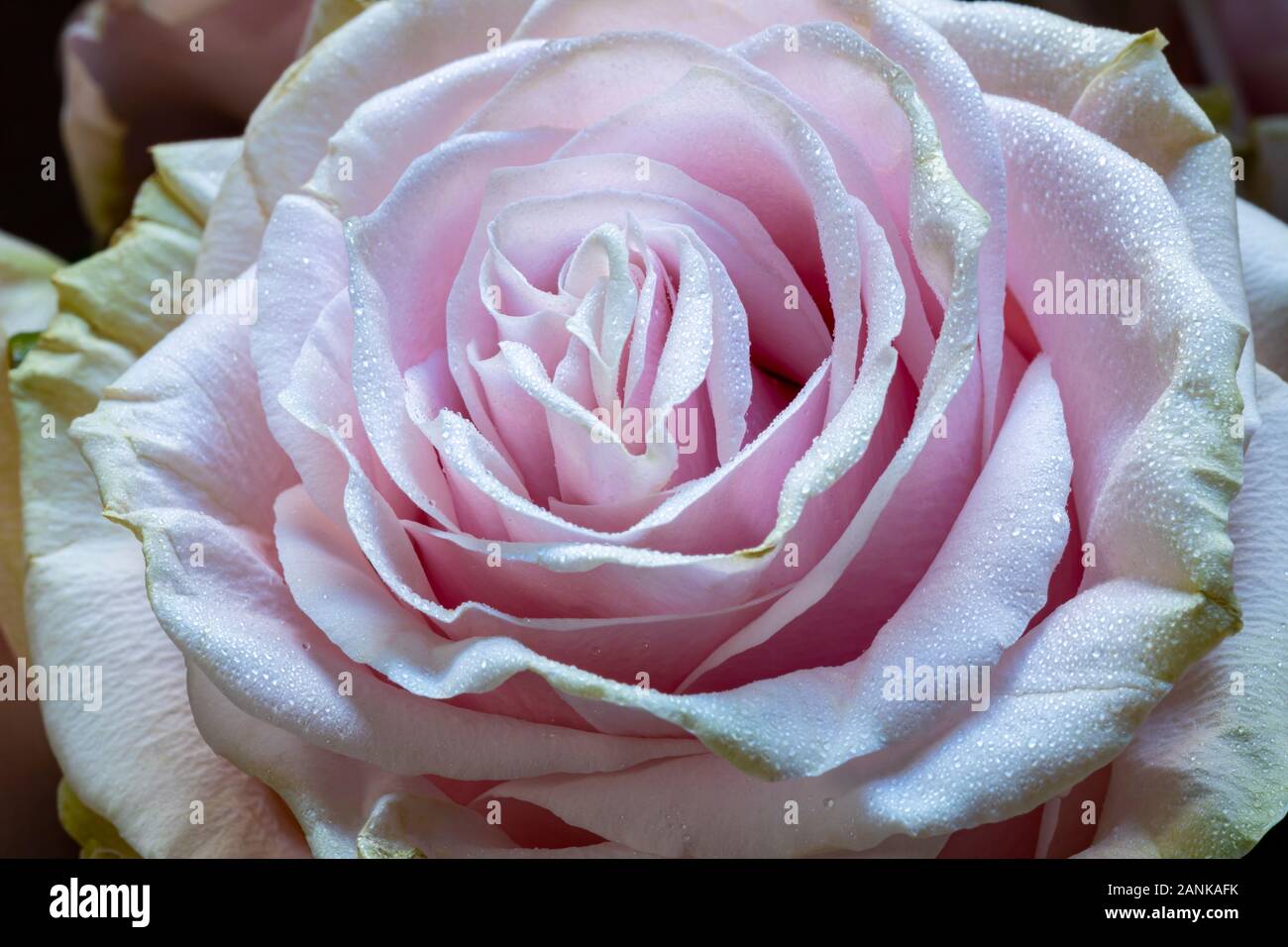 Pink and Green Roses Stock Photo - Alamy
