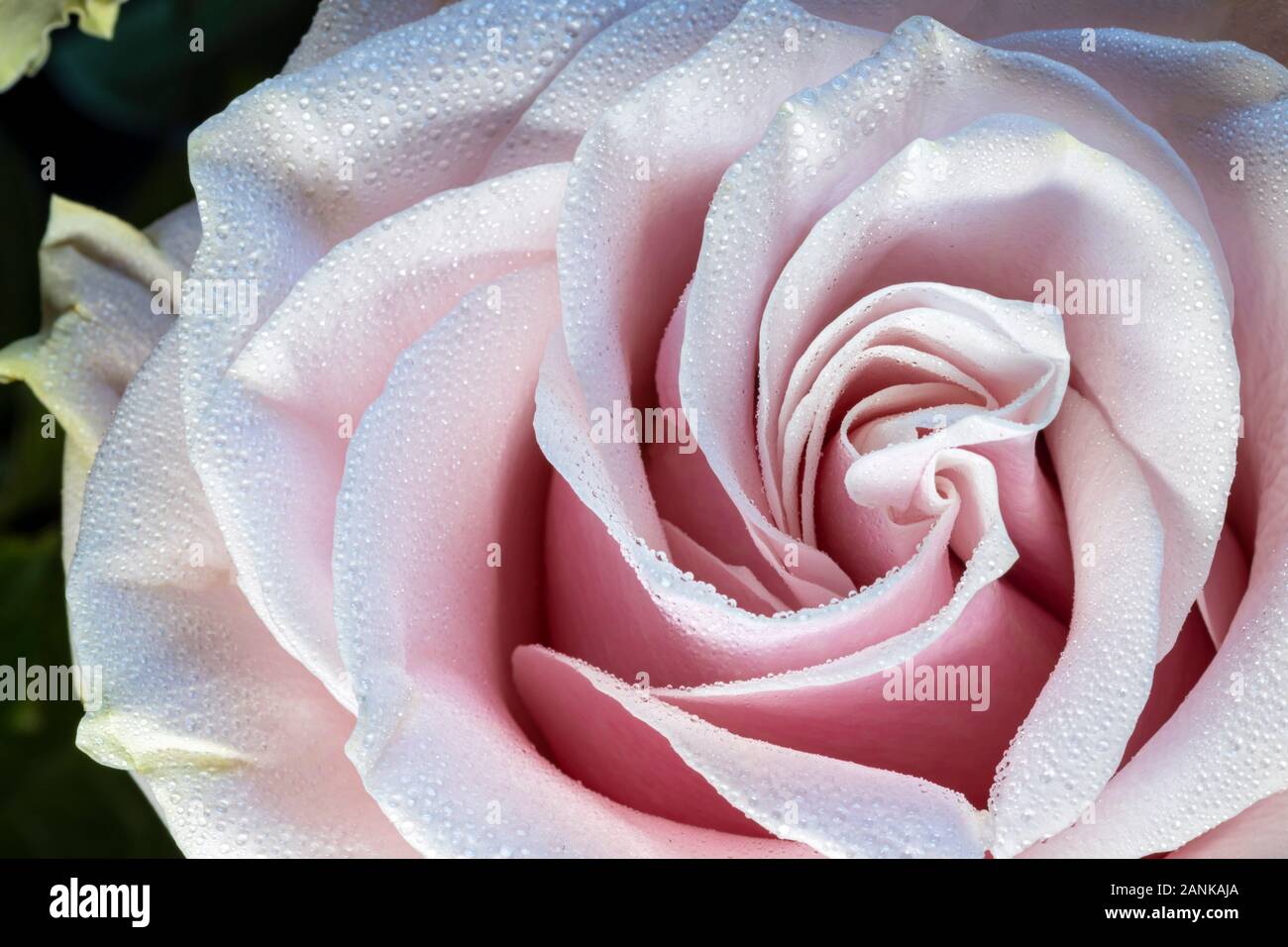 Pink And Green Roses Pictures at Lori Francois blog