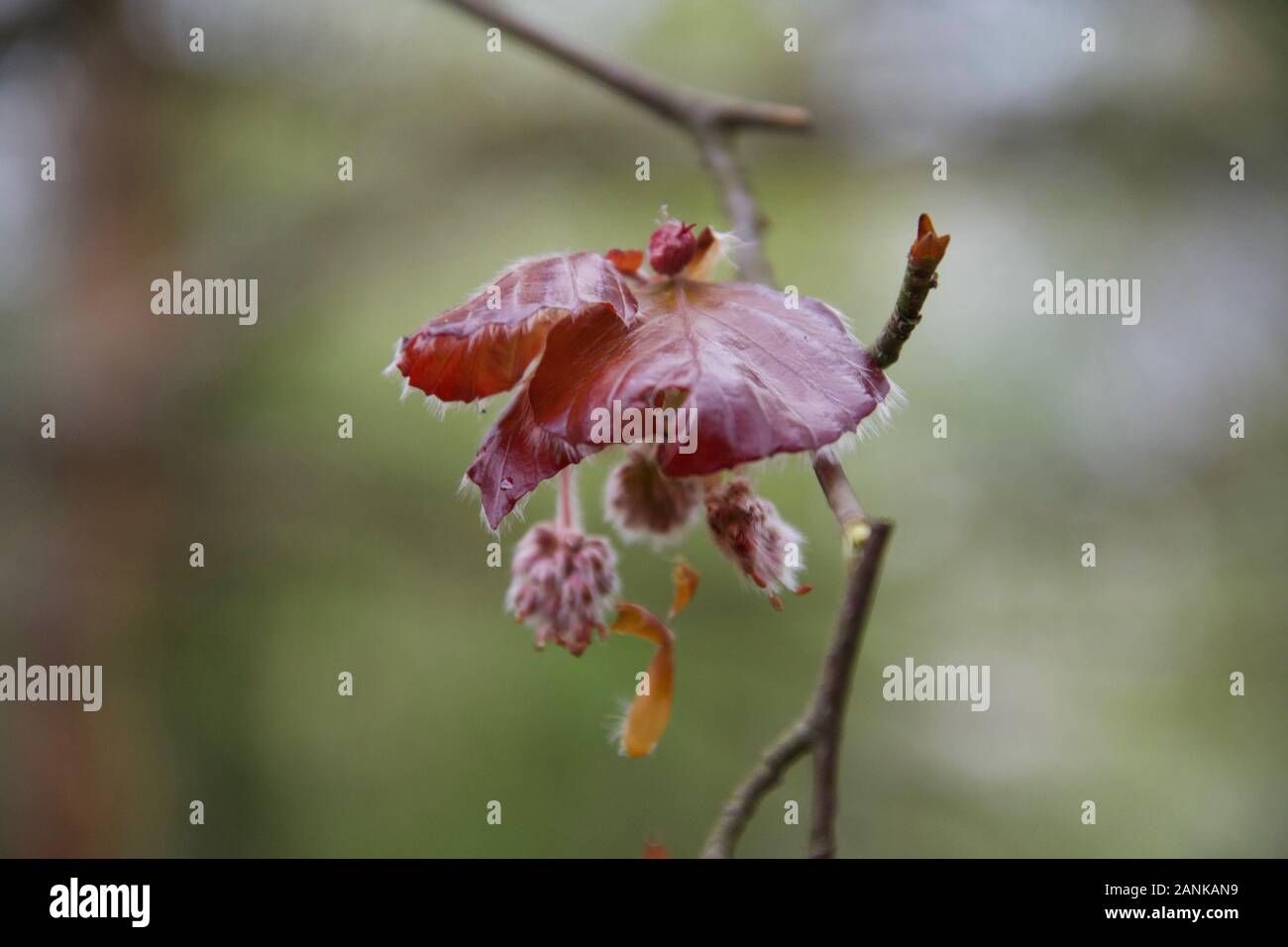 The famous red / brown leaves on a Copper Beech tree (Fagus sylvatica f ...