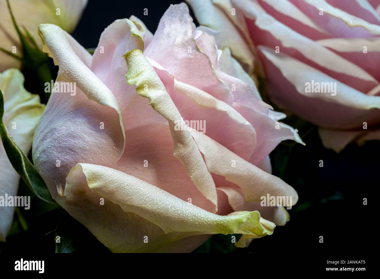 Pink and Green Roses Stock Photo - Alamy