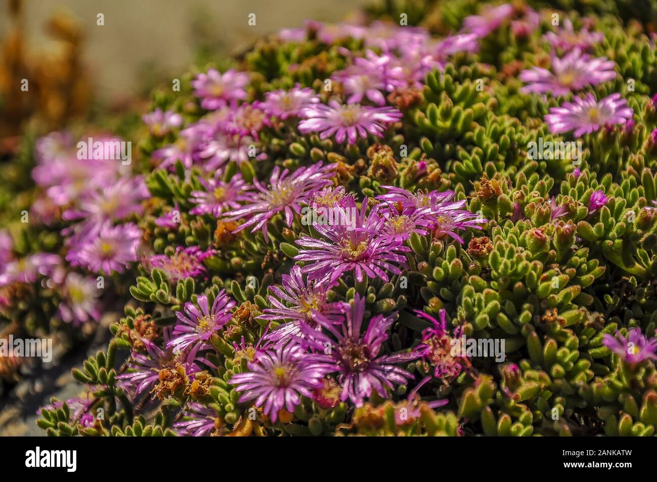 Mesembryantemum - annual or biennial small succulent plants of the ...