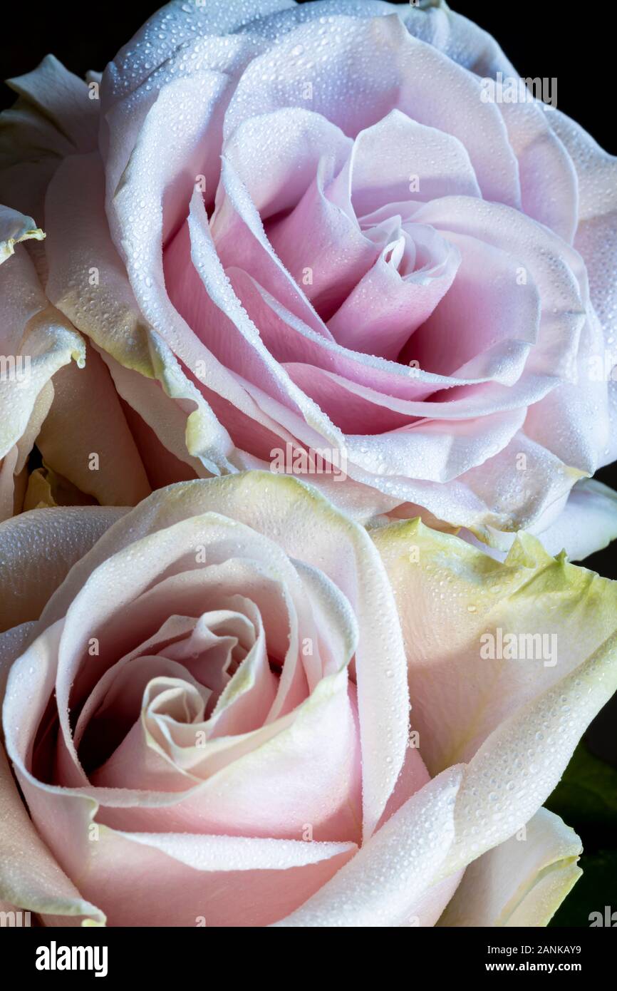 Pink and Green Roses Stock Photo - Alamy