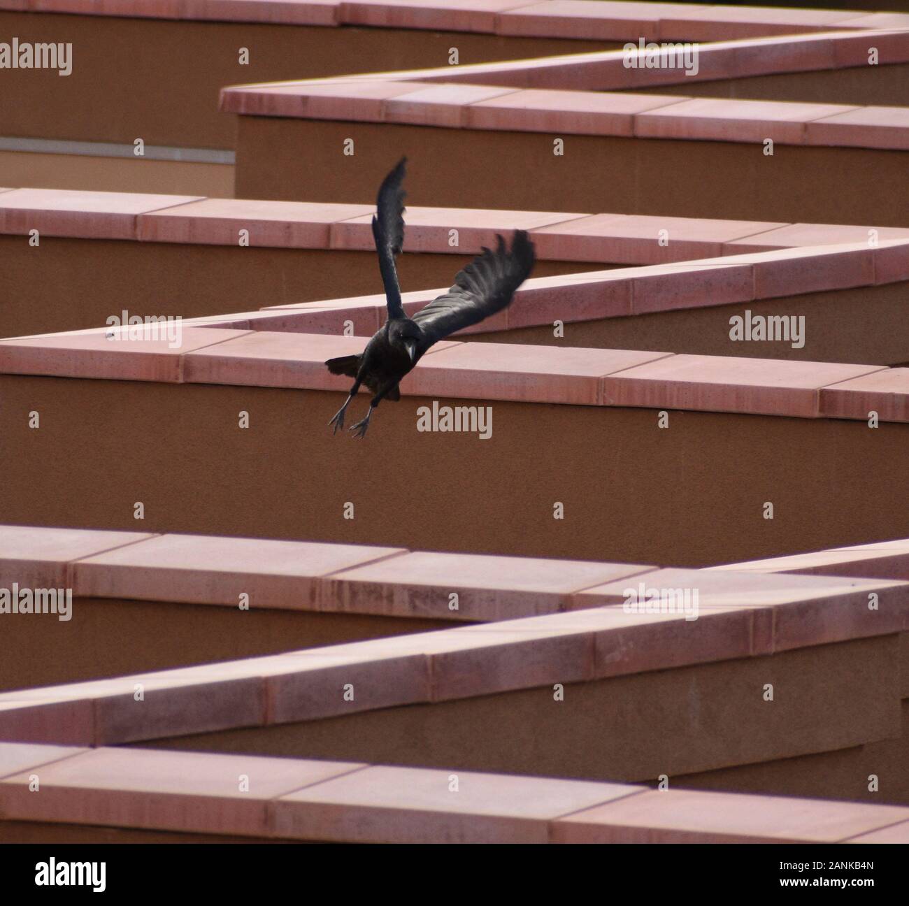 Raven flying hi-res stock photography and images - Alamy