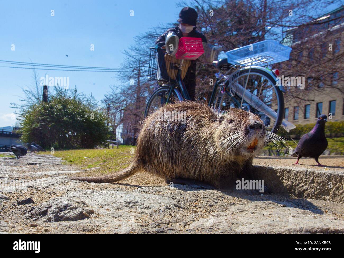 Beaver look at camera . It eating food whick woman deliver ( later ...