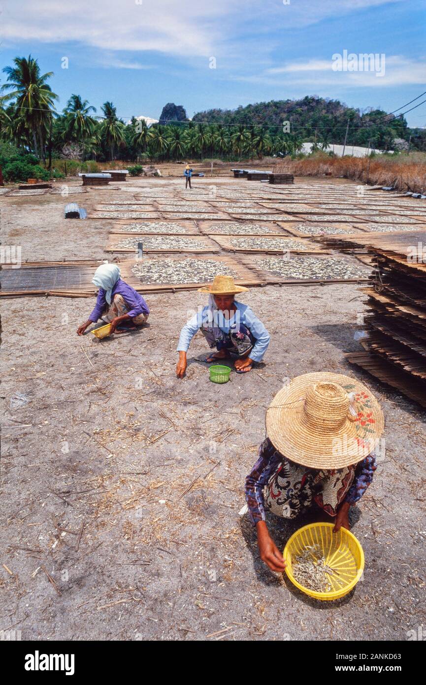 Drying fish in the sun hi-res stock photography and images - Alamy