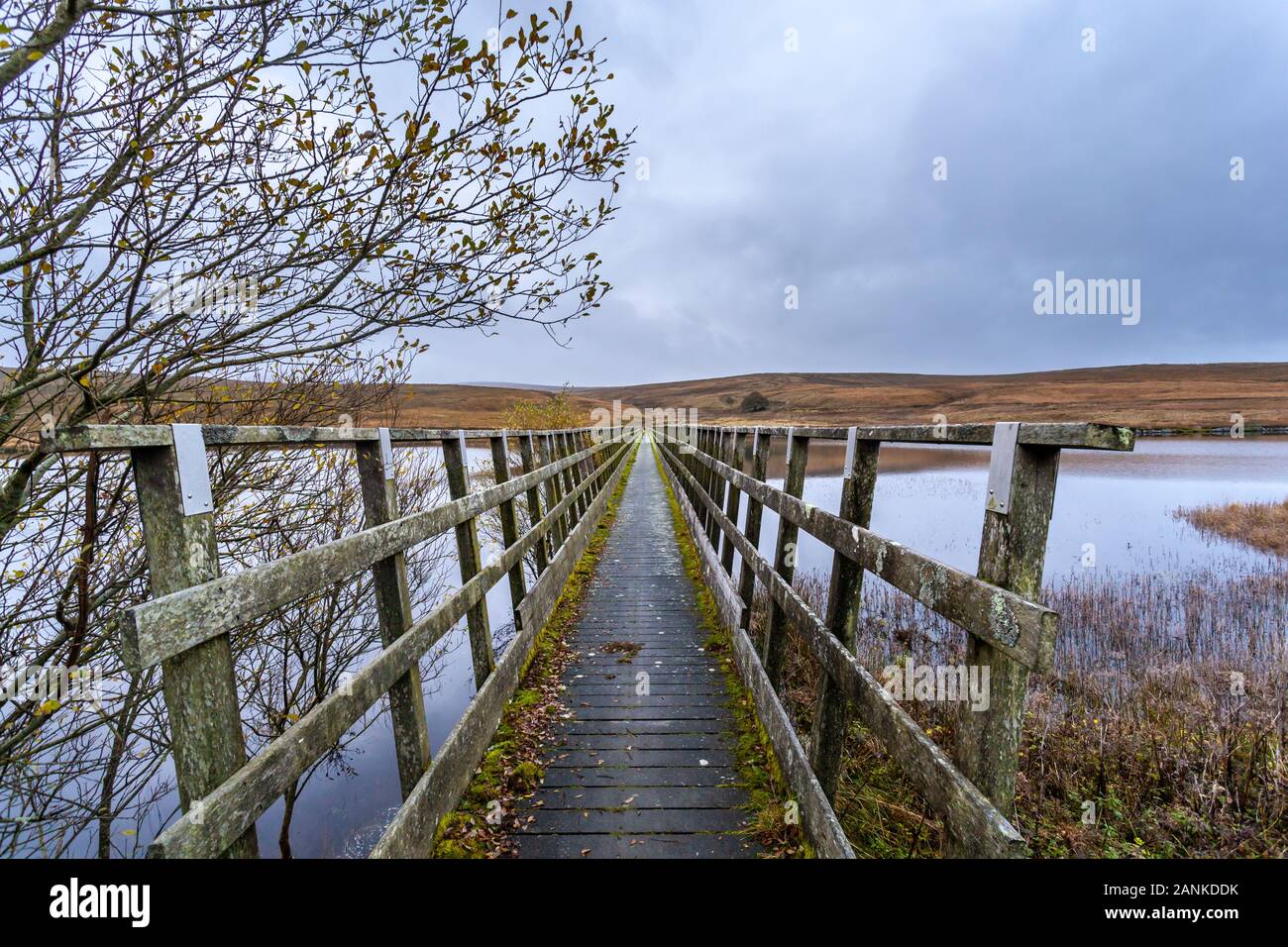 A moss and Lichen covered footbridge crosses over the water, Alwen ...