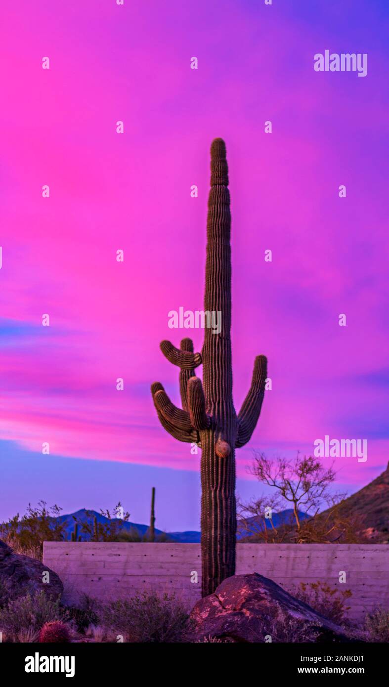 Vibrant Desert Sunset Skies With Lone Saguaro near a desert preserve in ...