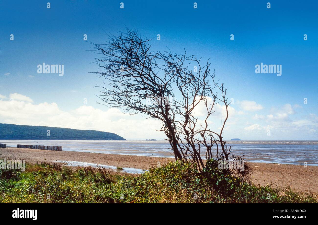 Windswept coastal tree on beach, UK Stock Photo - Alamy