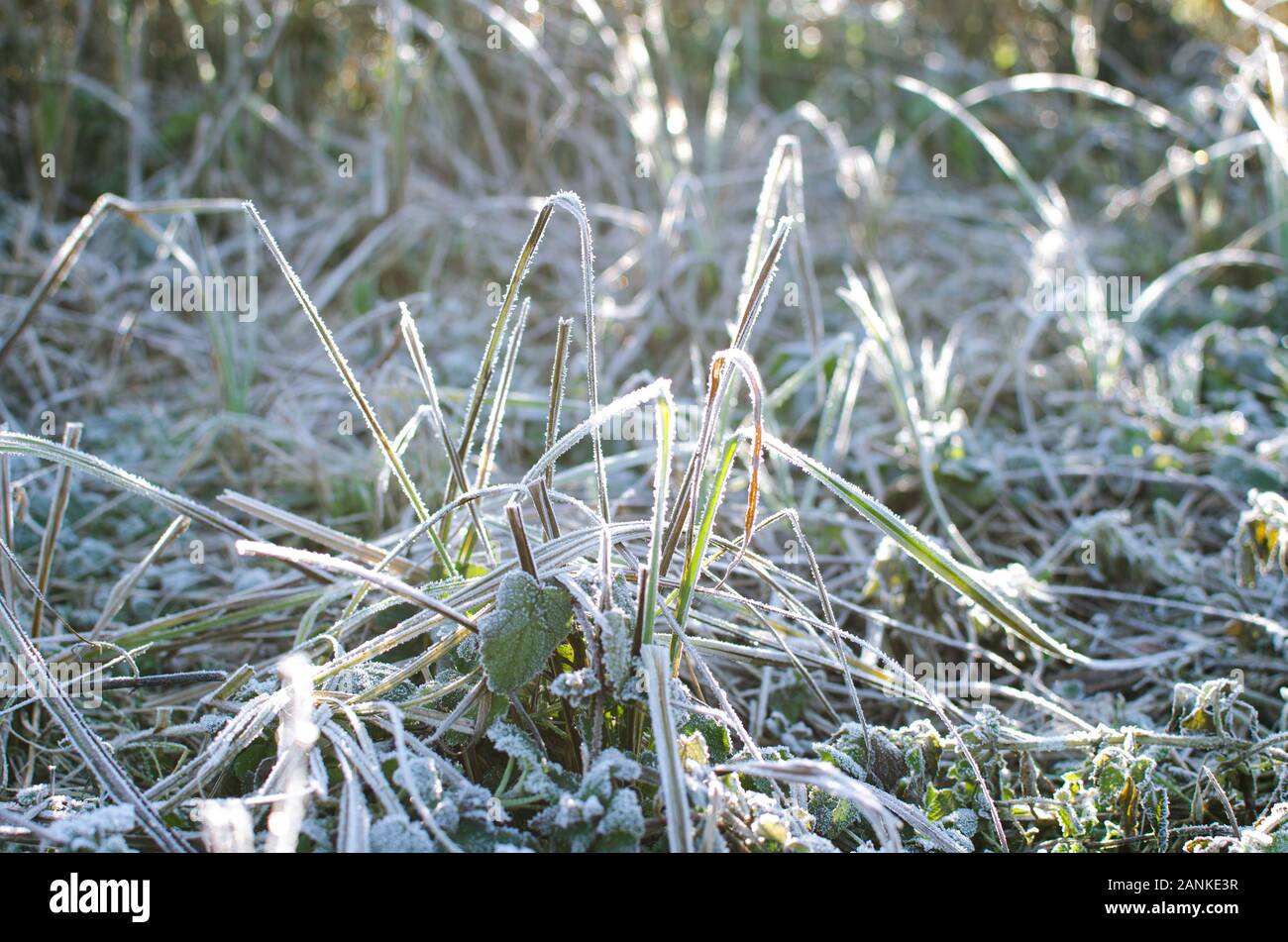 Beautiful winter background of frosty grass at the sunset Stock Photo ...