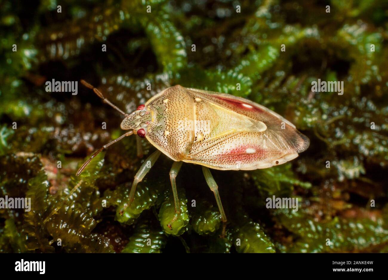 Tropical shieldbug, Pahang, Malaysia Stock Photo - Alamy